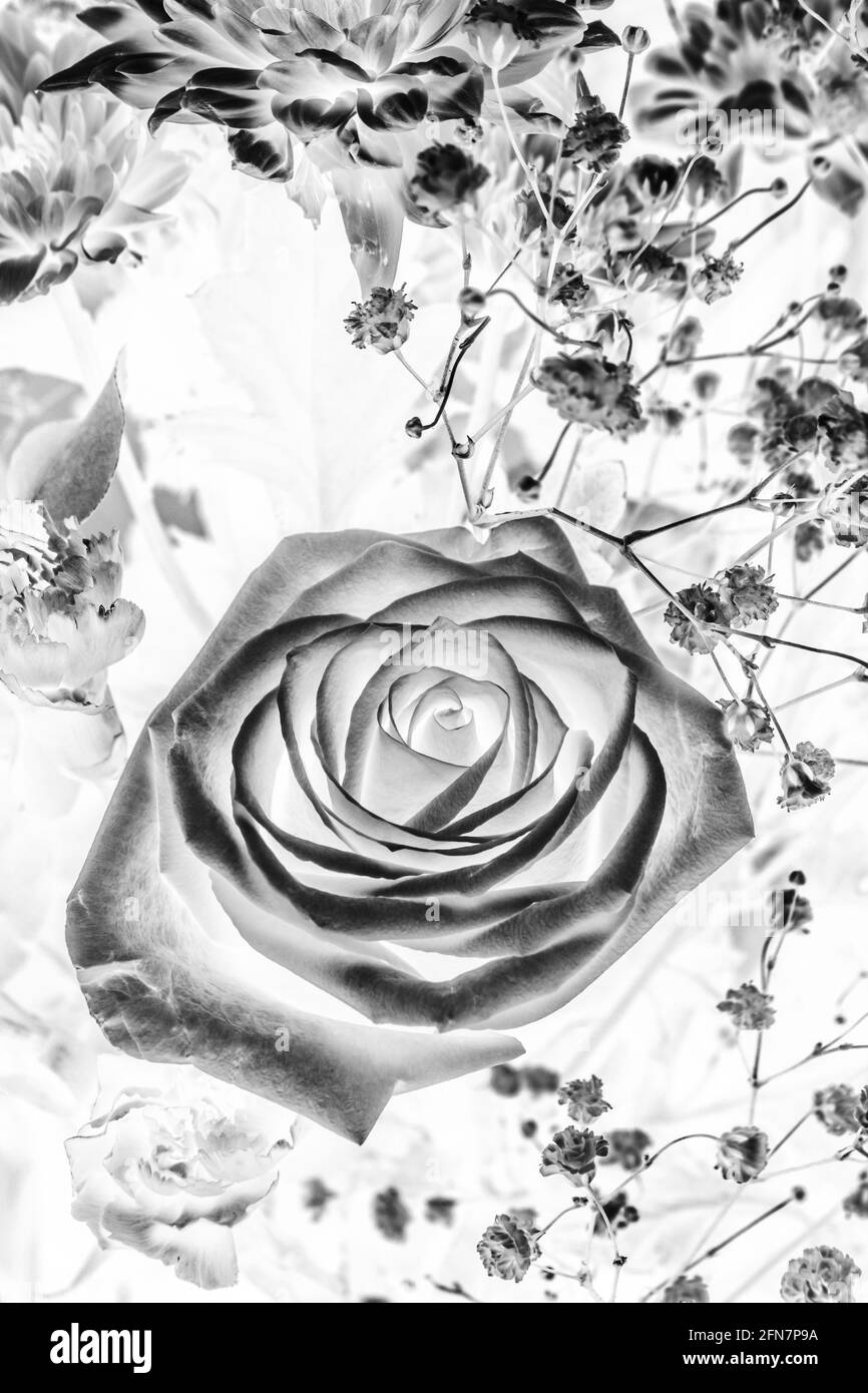 Modern Garden Rose High Resolution Stock Photography and Images - Alamy