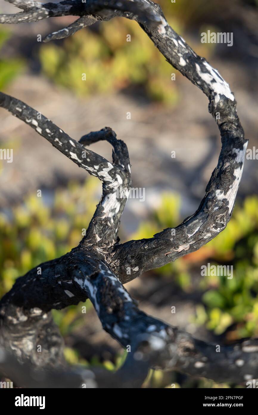 Burnt tree from the fires on Kangaroo Island South Australia taken on ...