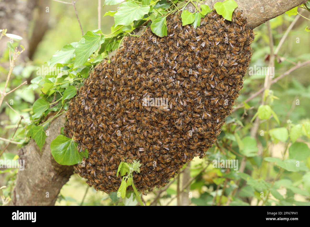 beekeeping - the swarming of bees Stock Photo - Alamy