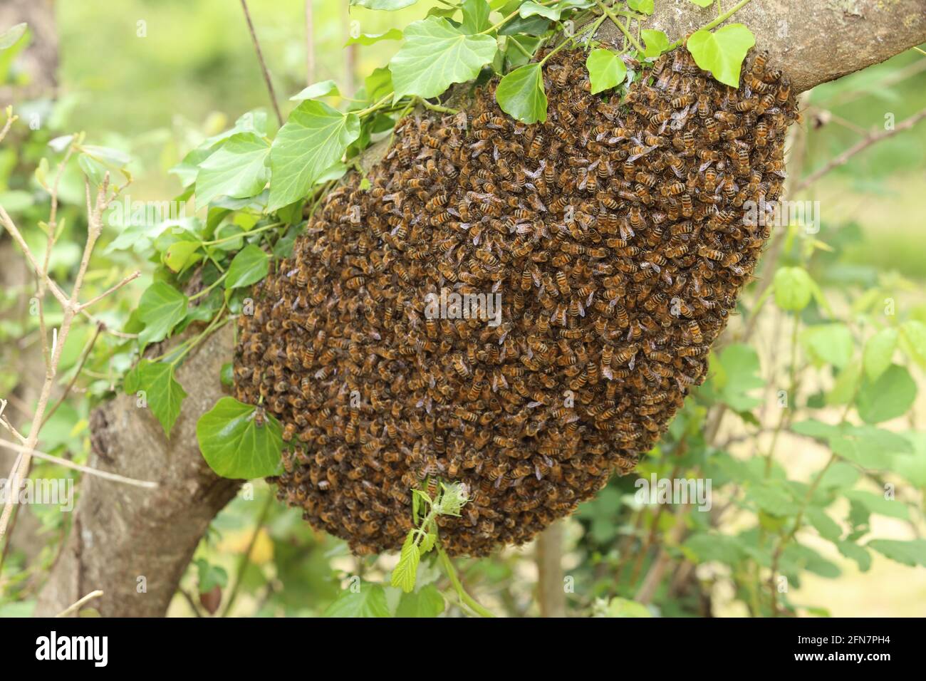 Insetti hi-res stock photography and images - Alamy