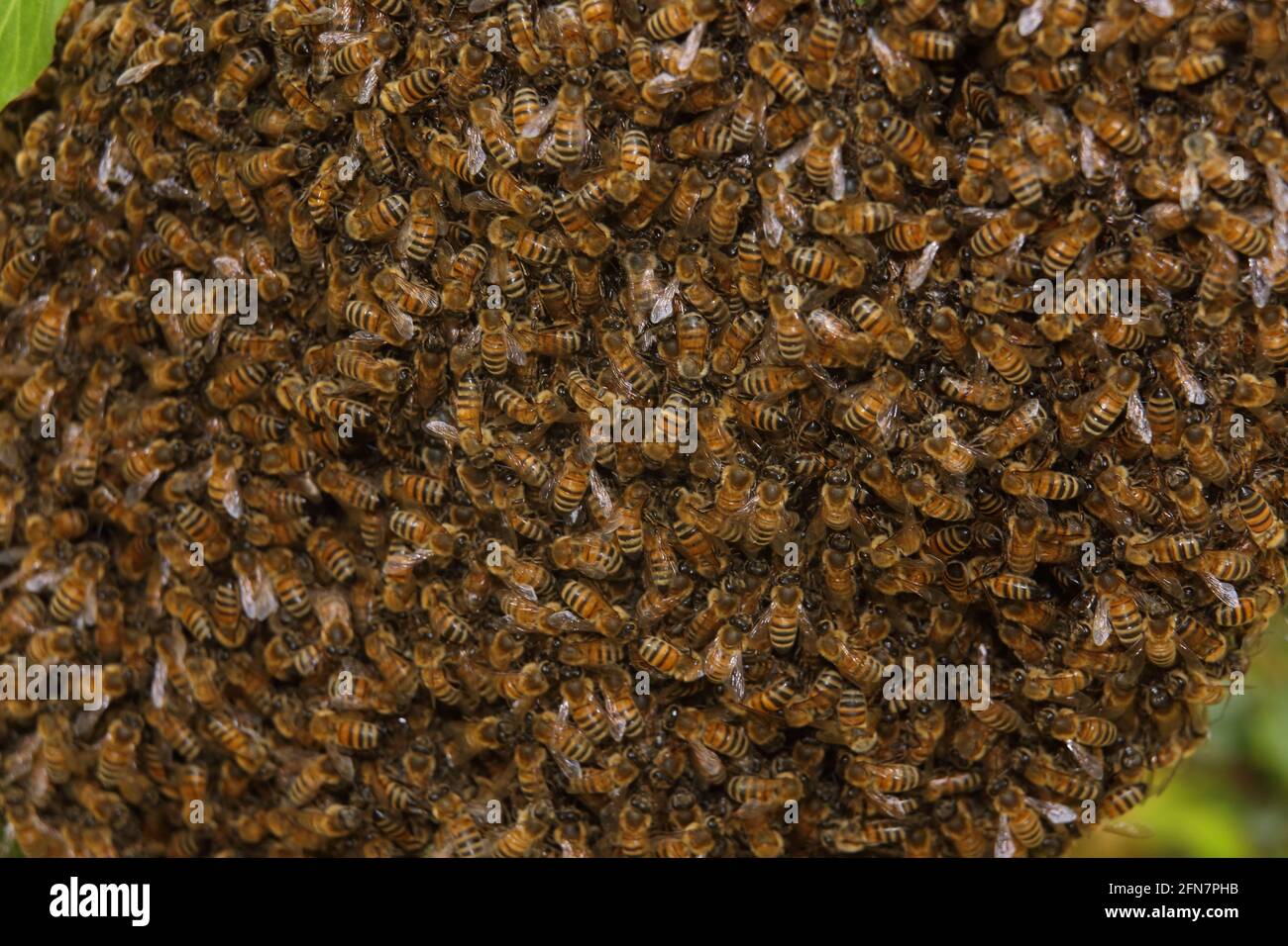 beekeeping - the swarming of bees Stock Photo - Alamy