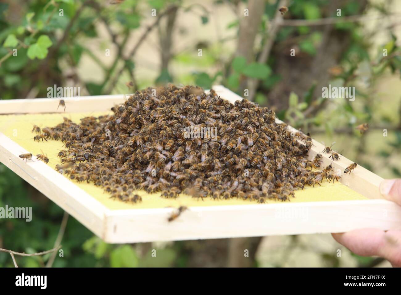 beekeeping - the swarming of bees Stock Photo - Alamy