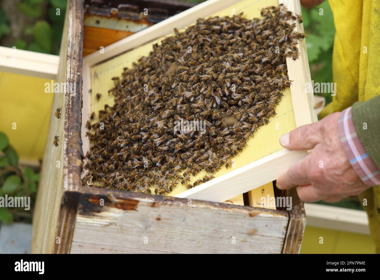 beekeeping - the swarming of bees Stock Photo - Alamy