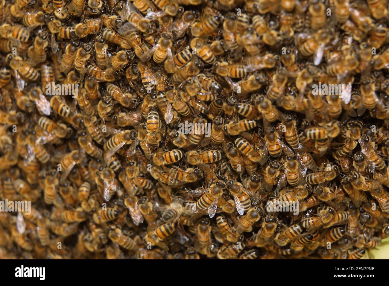 Insetto colonia hi-res stock photography and images - Alamy