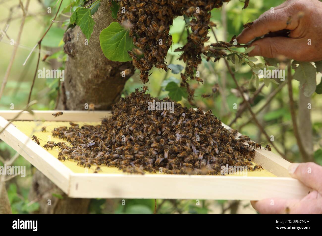 beekeeping - the swarming of bees Stock Photo - Alamy