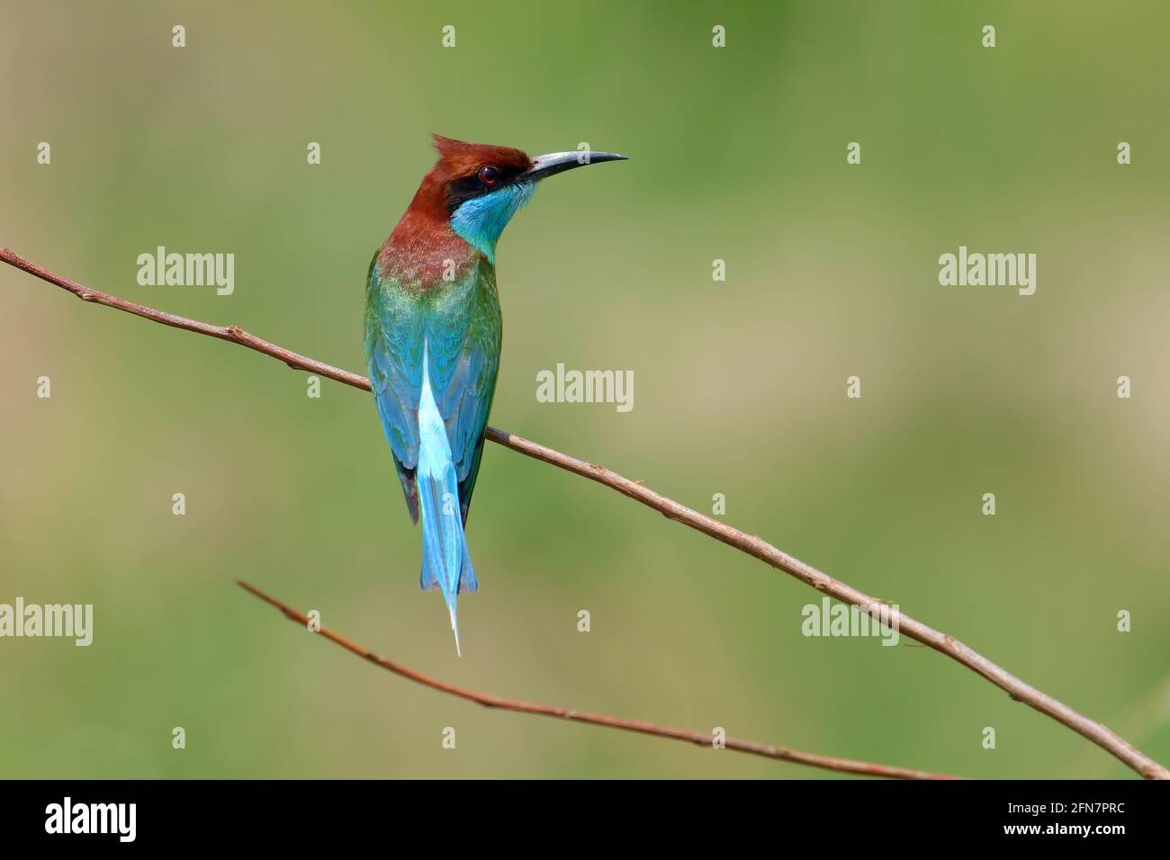 Blue Tailed Bee-eater is waiting for prey Stock Photo - Alamy