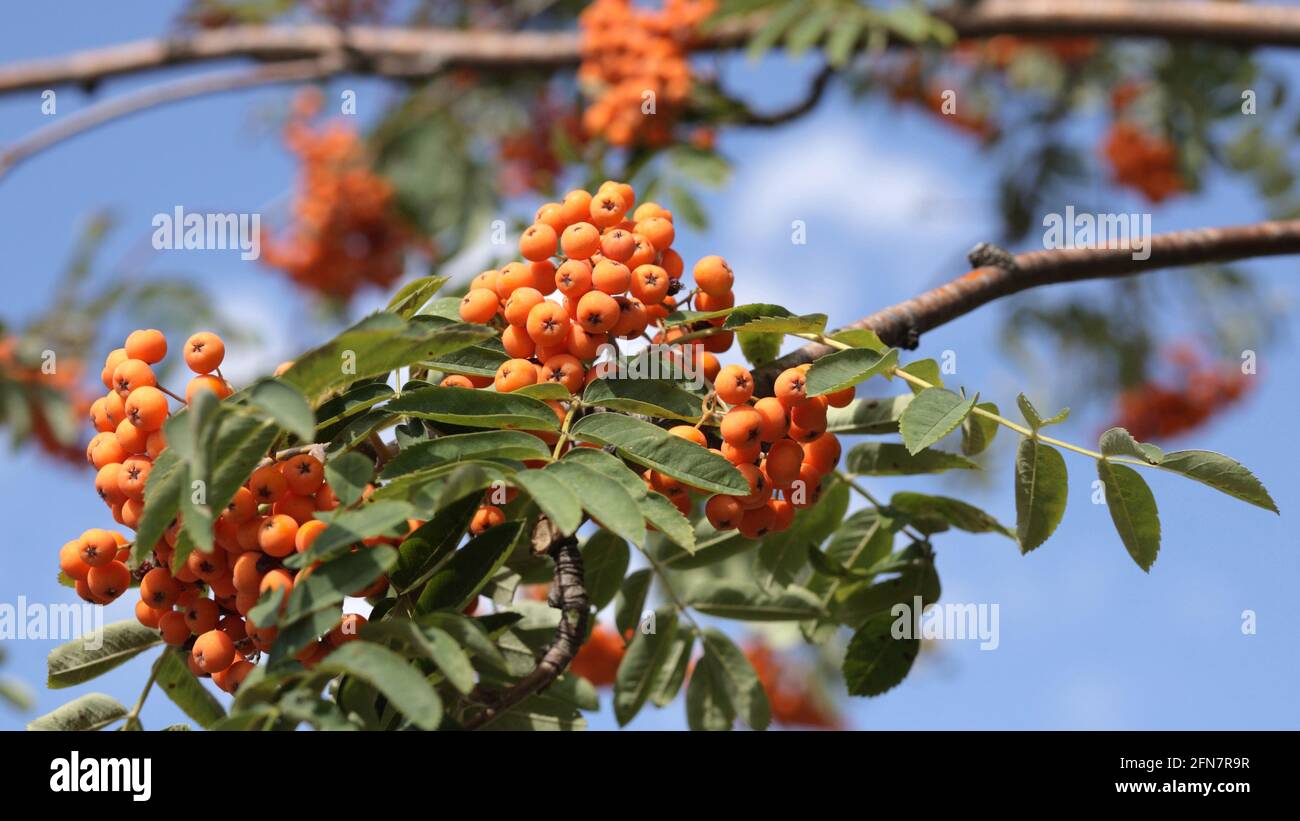 ashberry at dry sunny day Stock Photo - Alamy