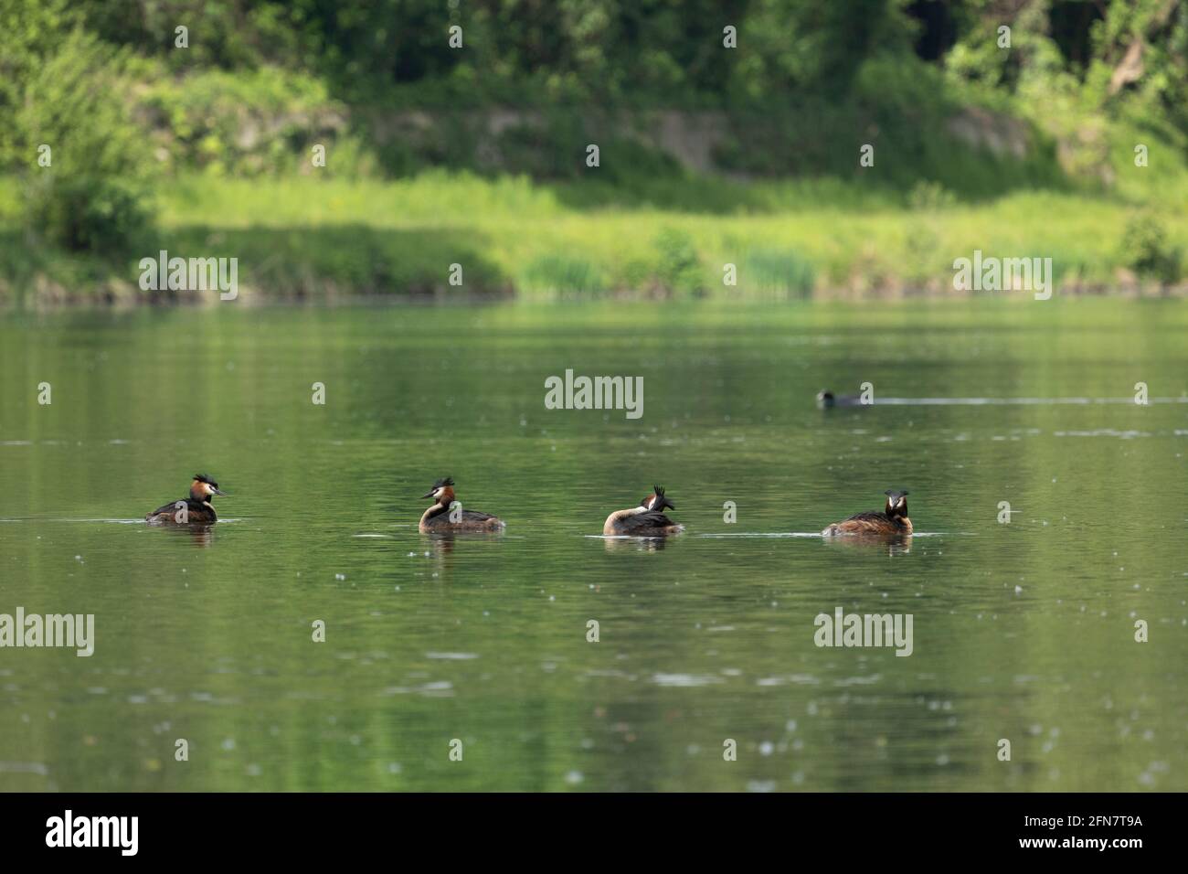The great crested grebe (Podiceps cristatus) is a member of the grebe ...