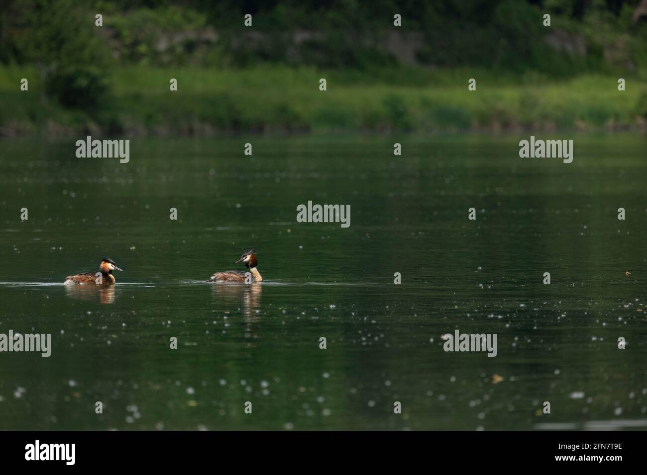 The great crested grebe (Podiceps cristatus) is a member of the grebe ...
