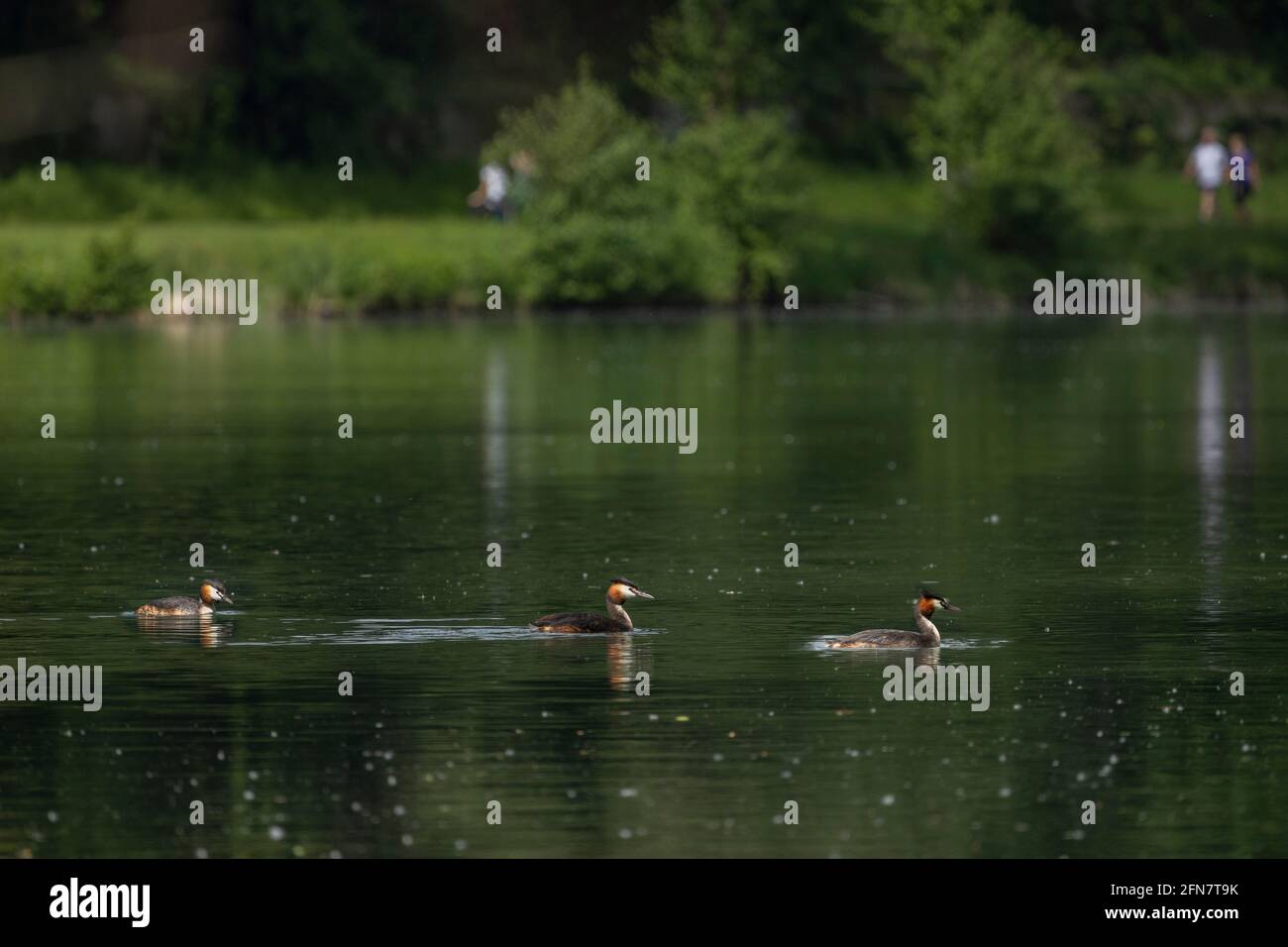 The great crested grebe (Podiceps cristatus) is a member of the grebe ...