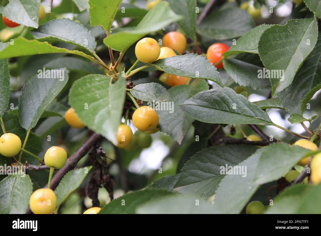 Sweet_cherry on tree hi-res stock photography and images - Alamy