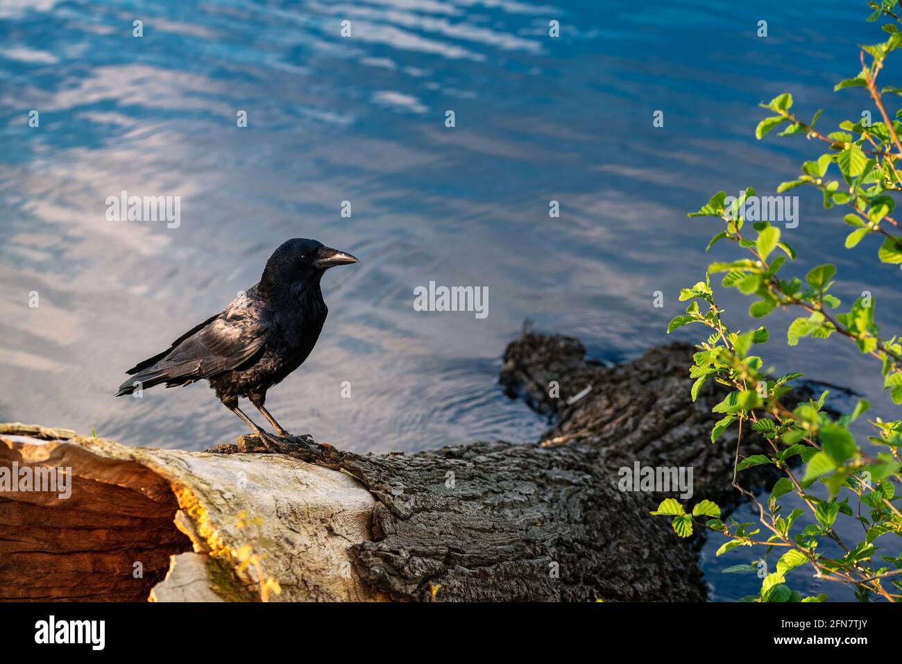 raven is sitting on a broken log that has fallen from the bank into the ...