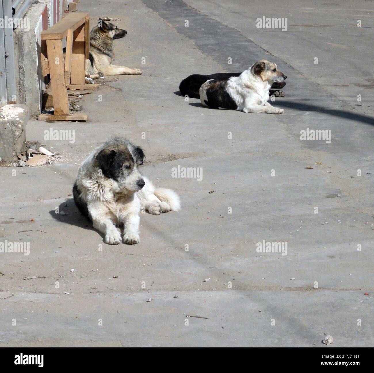Stray dogs on street hi-res stock photography and images - Alamy
