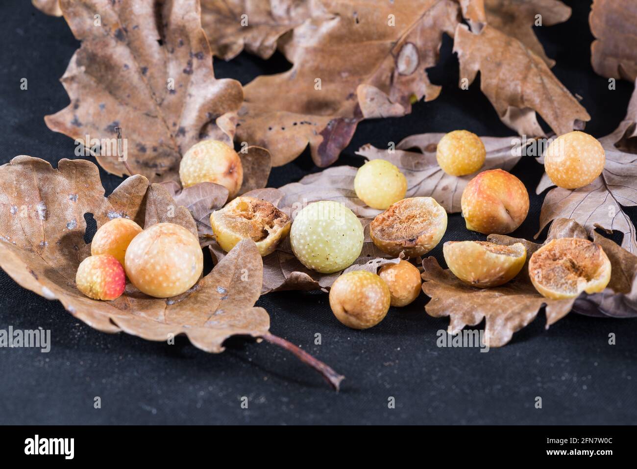 Oak gall or Oak apple on leaves of a oak. Galls of the insect Cynips ...