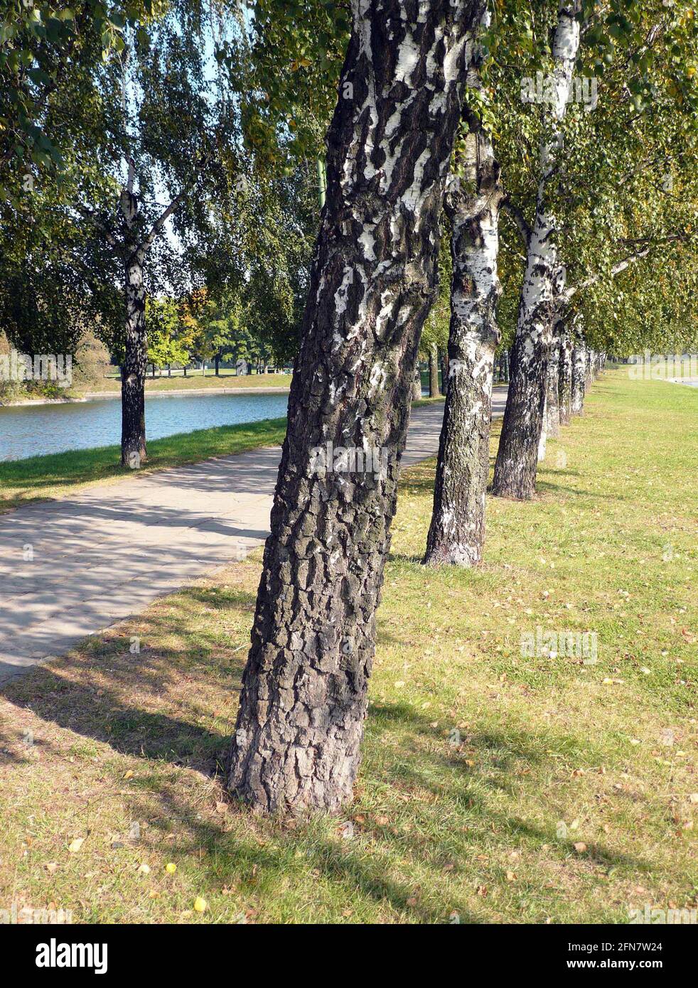birch alley at autumn in city park Stock Photo - Alamy