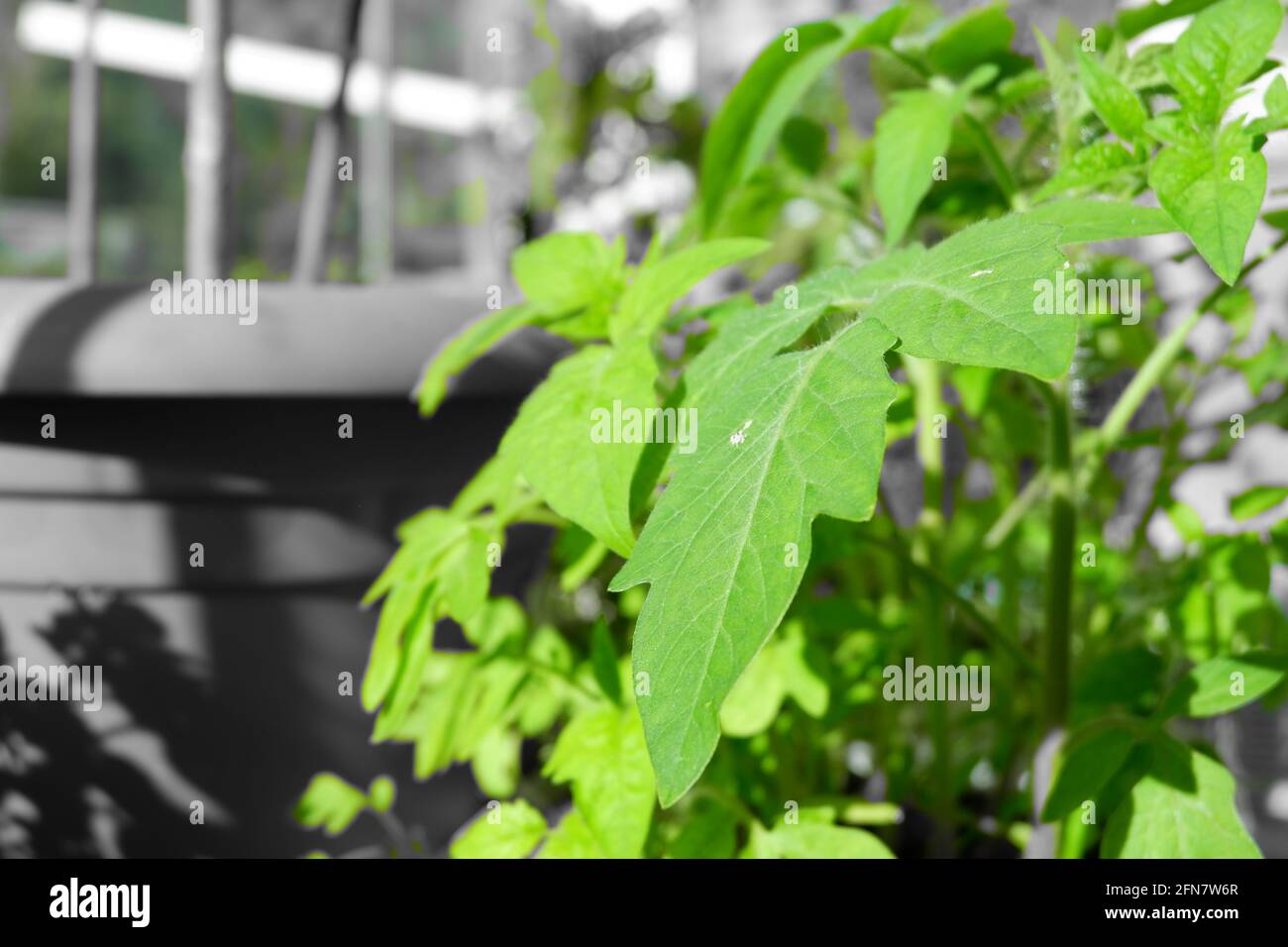 Tomato plant monochrome green filter Stock Photo - Alamy