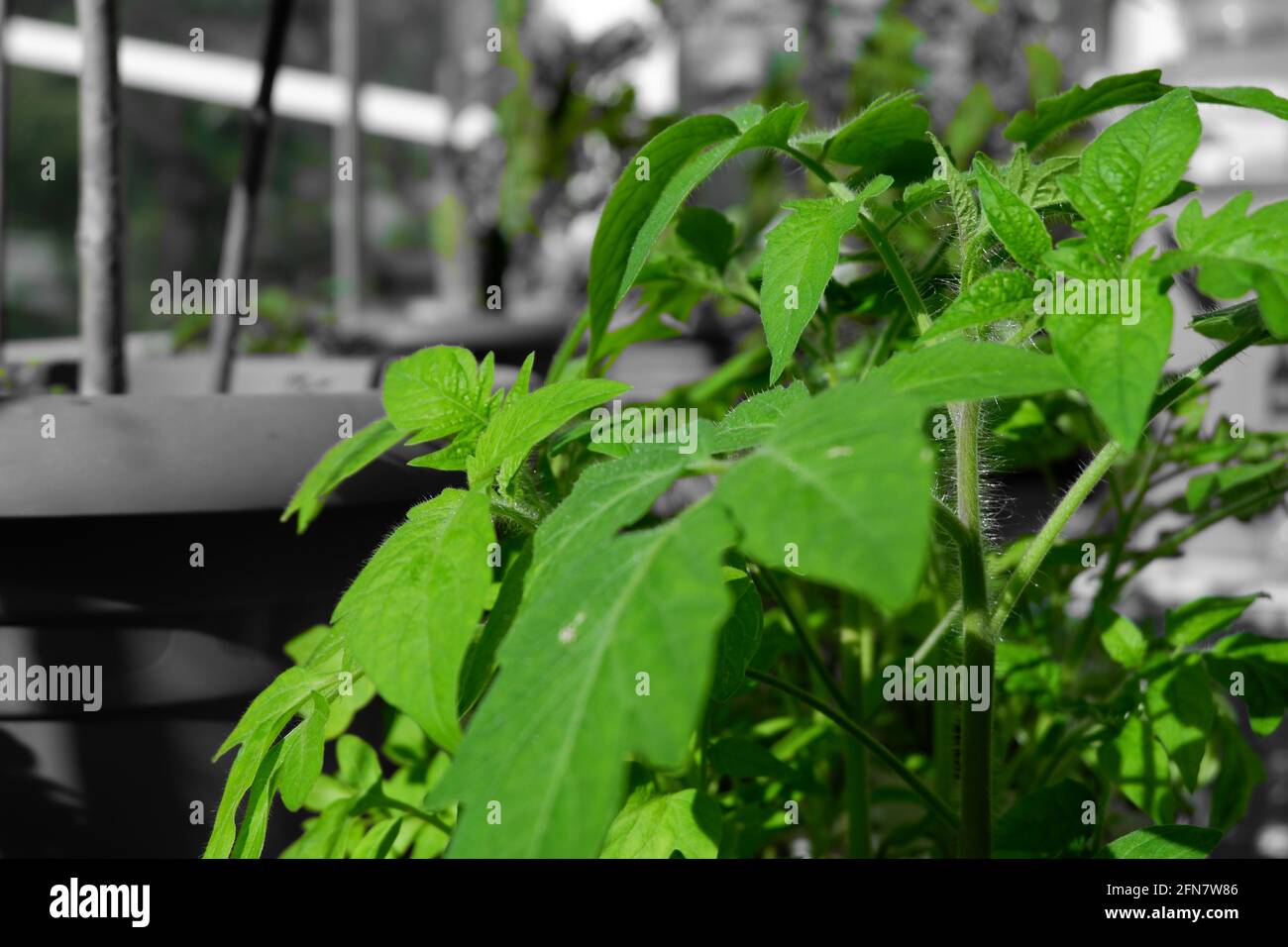 Tomato plant monochrome green filter Stock Photo - Alamy