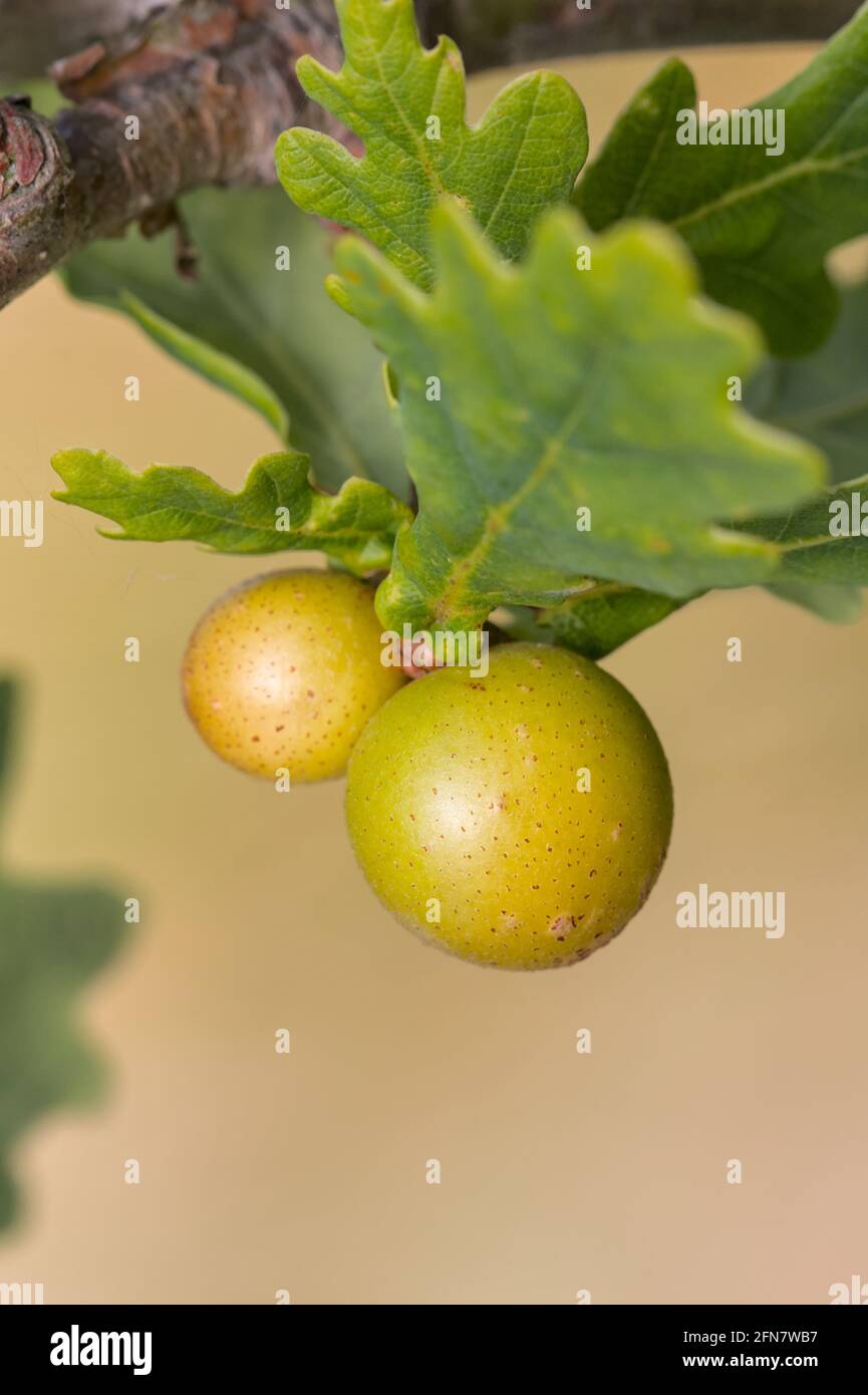 Quercus rubra gall hi-res stock photography and images - Alamy