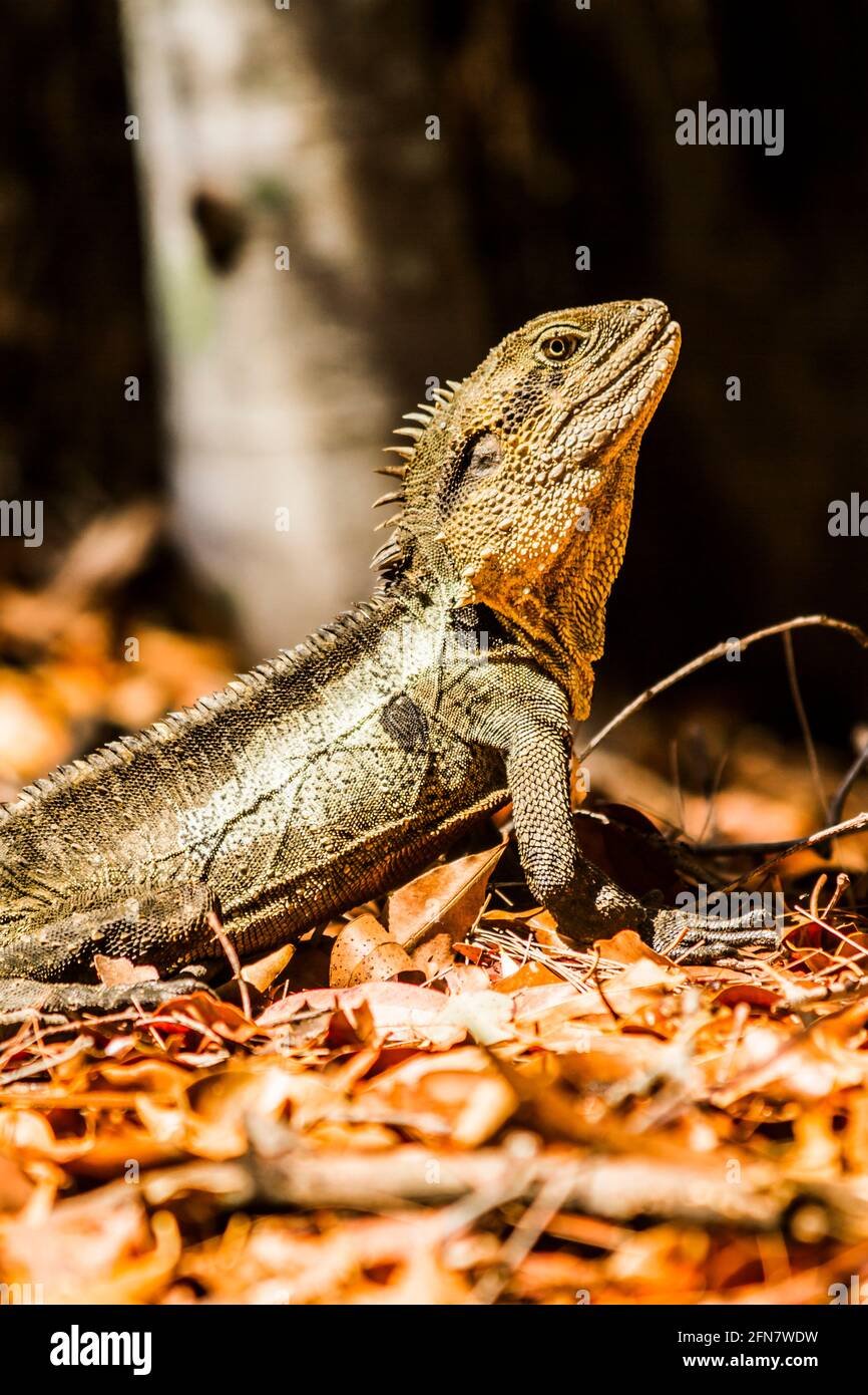 Australian Outback Species High Resolution Stock Photography and Images ...