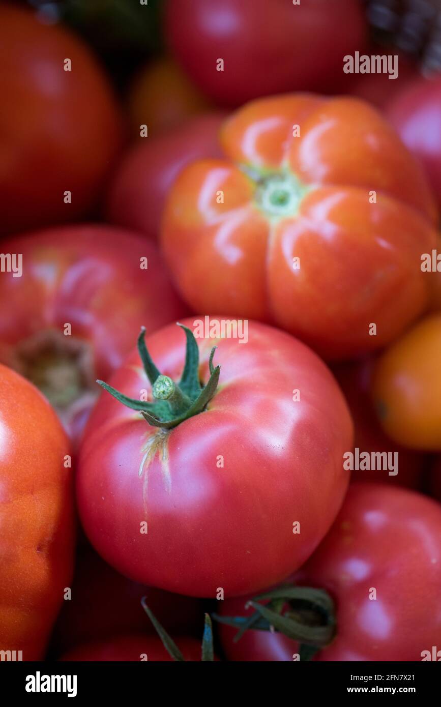 Variety old organic tomatoes on a garden Stock Photo - Alamy