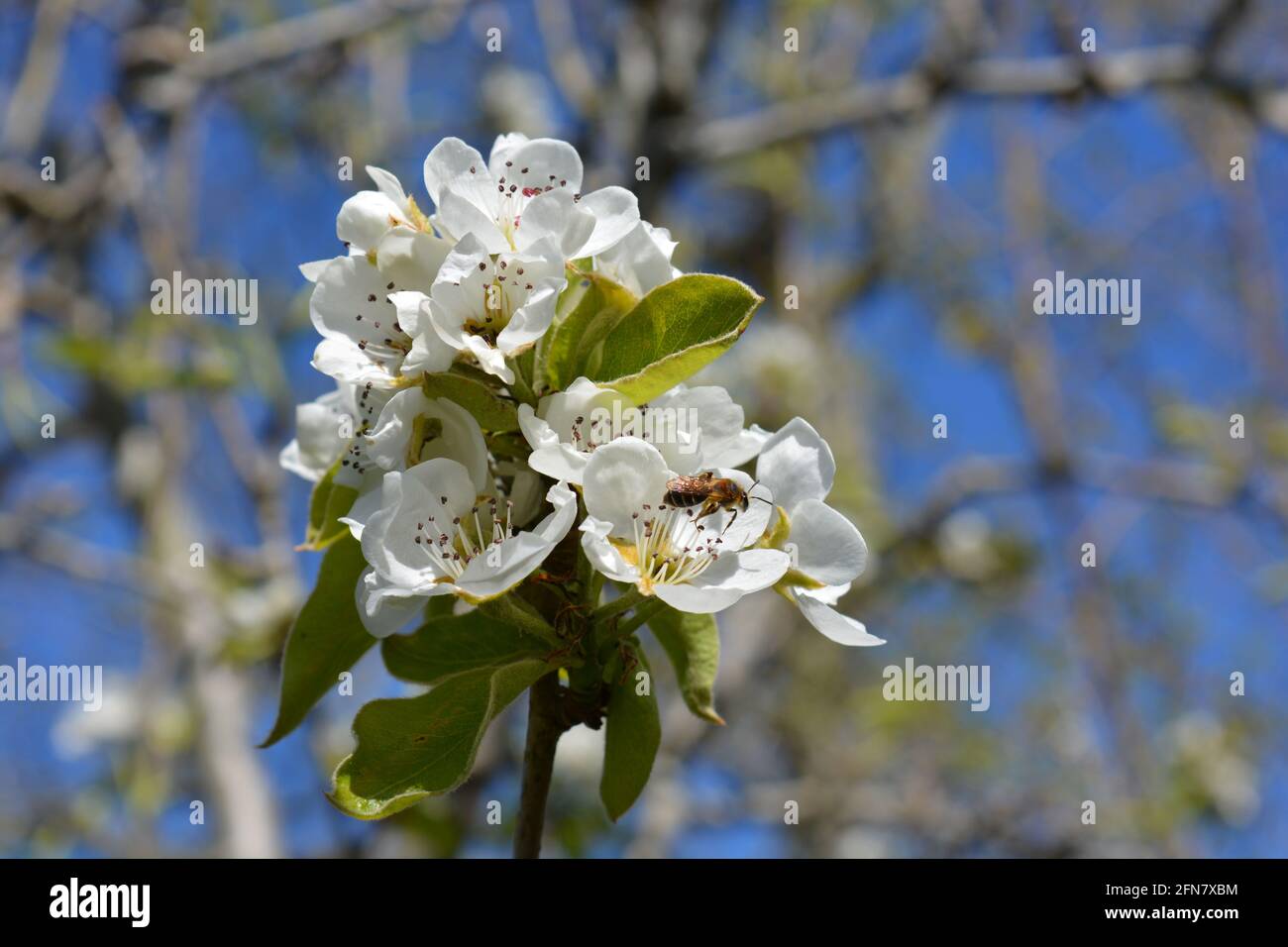 Conference pear tree hi-res stock photography and images - Alamy