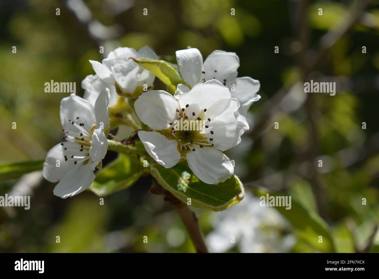 Conference pear tree hi-res stock photography and images - Alamy