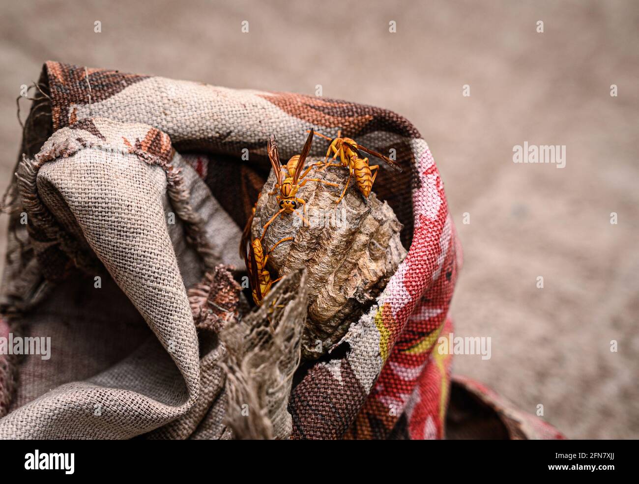 Polistes olivaceus is a species of paper wasp native to India and East ...