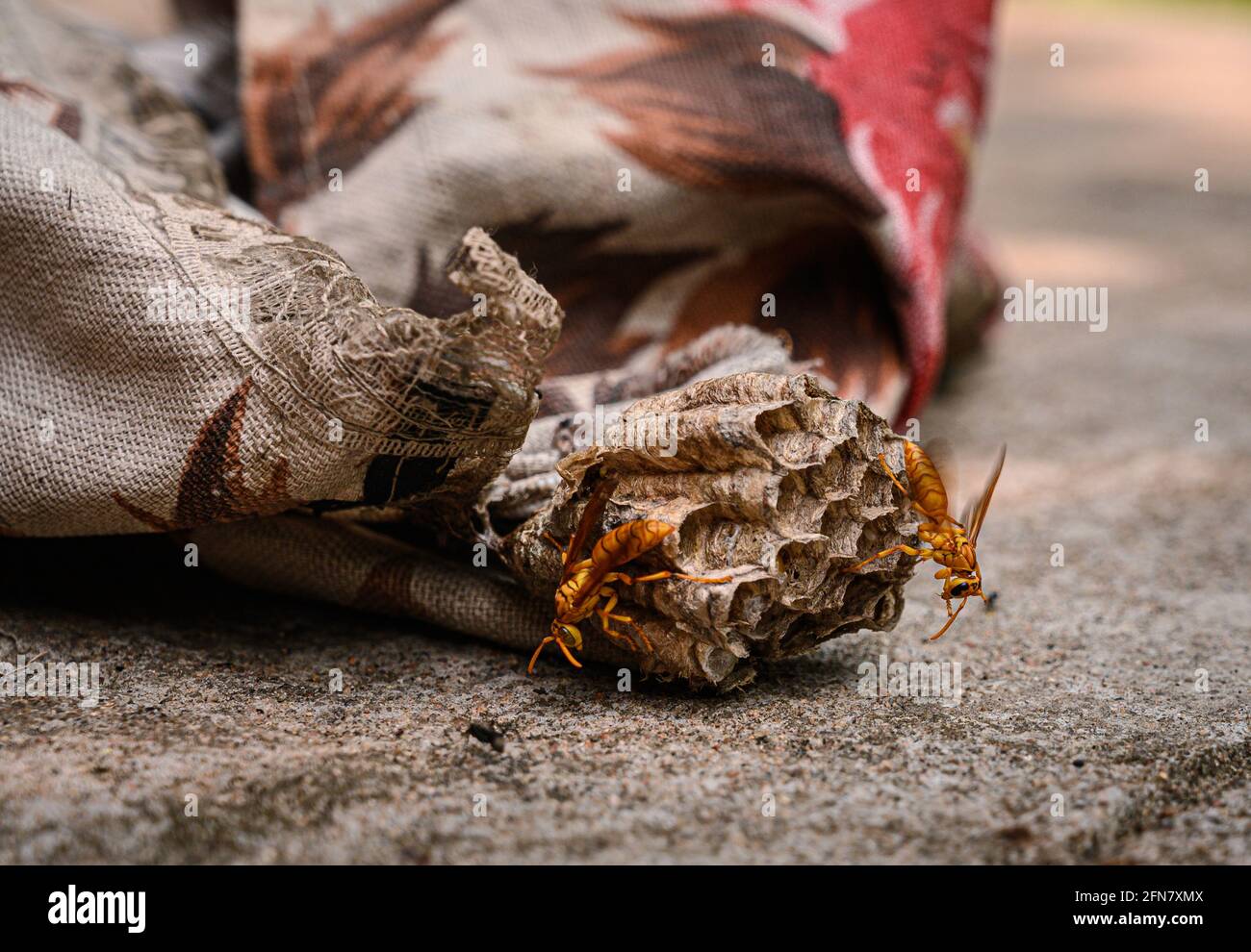 Polistes olivaceus is a species of paper wasp native to India and East ...