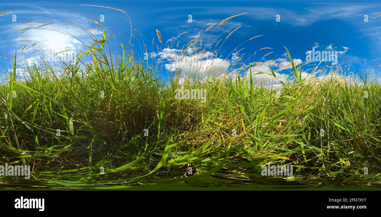 Summer landscape: Field with green grass and wildflowers on a Sunny ...