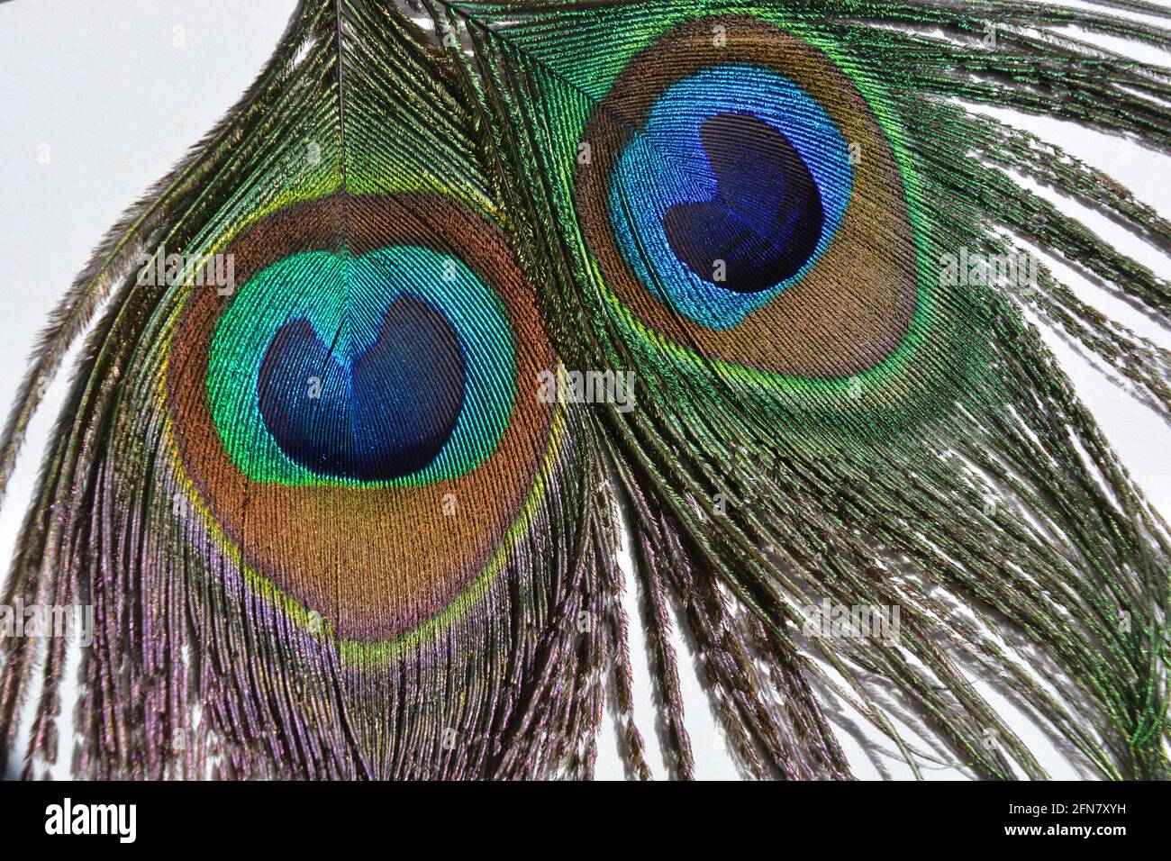 Peacock feathers close up hi-res stock photography and images - Alamy