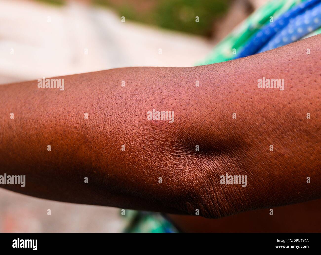 Polistes olivaceus is a species of paper wasp native to India and East ...