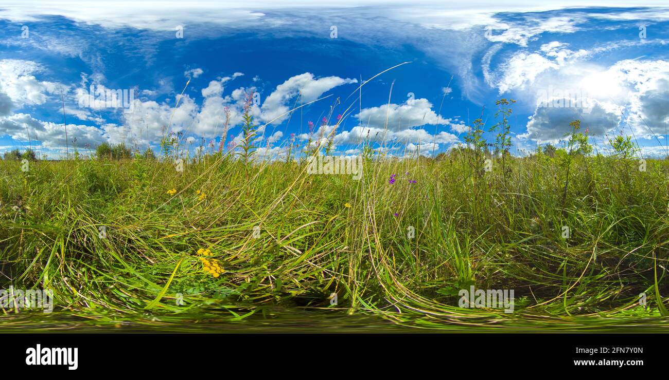 Green meadow, field on a Sunny summer day.Field of grass on a ...