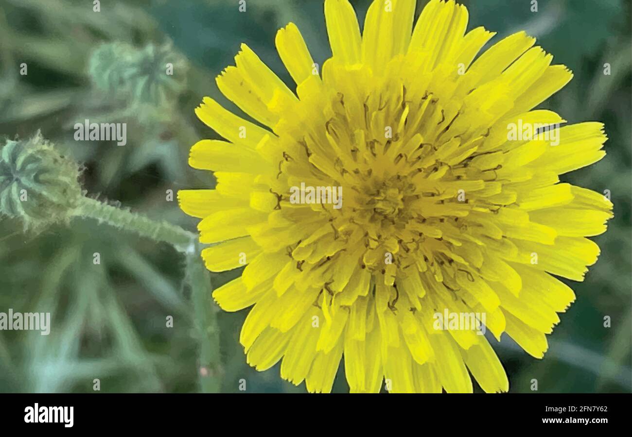 The arrival of spring. Spring flowers in May Stock Vector Image & Art ...