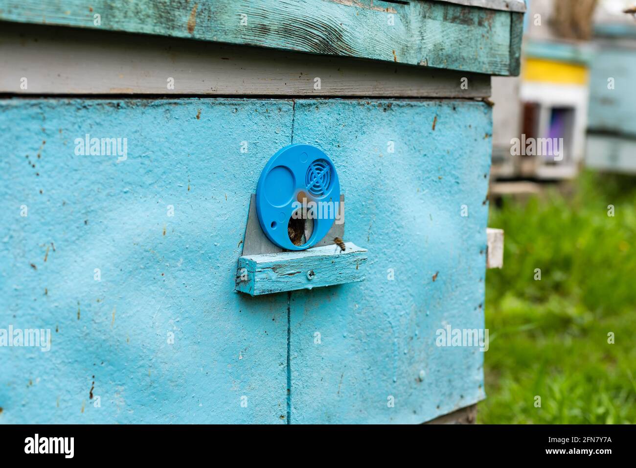 Bees entering the hive. White beehive Stock Photo - Alamy