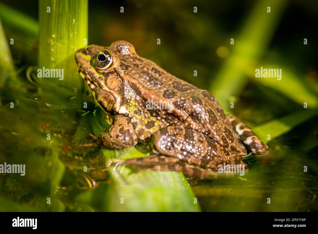 One pool frog is sitting on leaf. Pelophylax lessonae. European frog ...