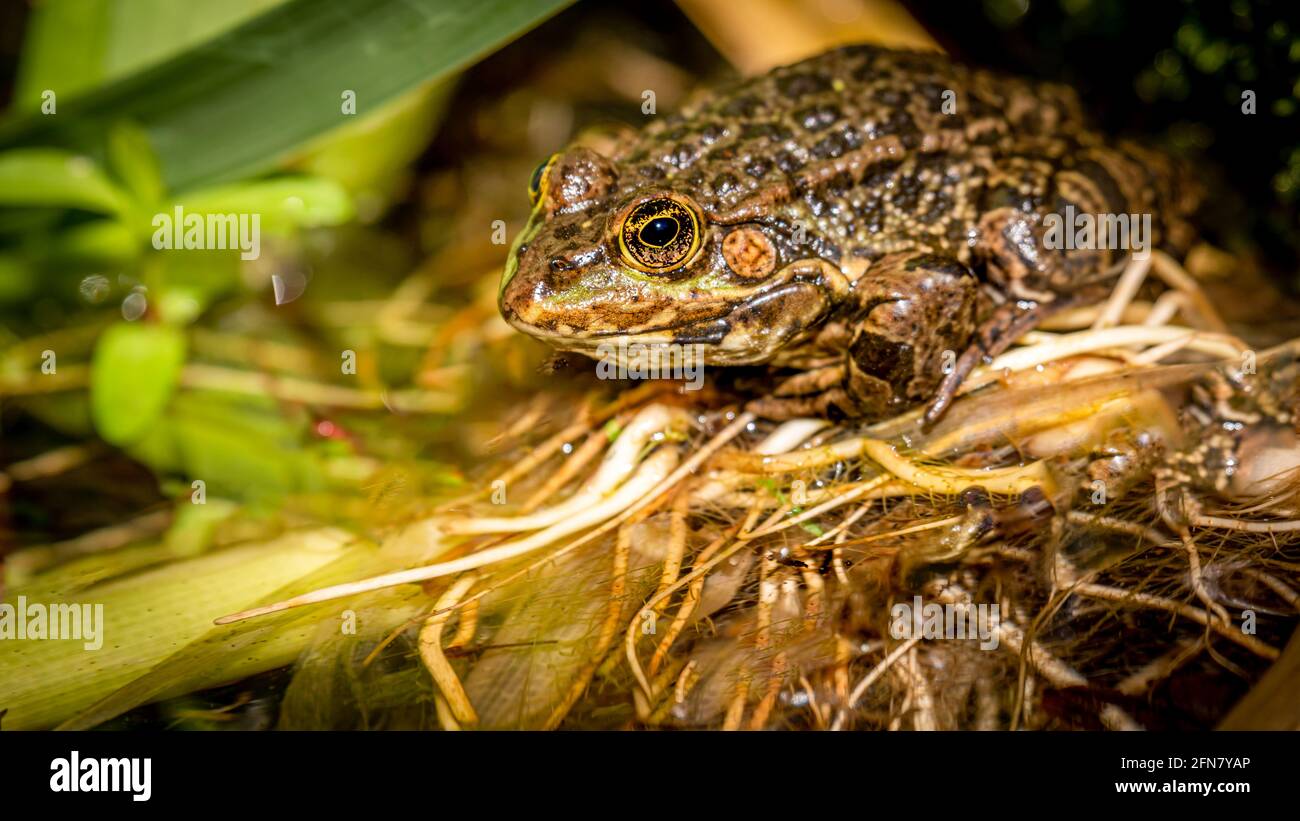 One pool frog is sitting on leaf. Pelophylax lessonae. European frog ...
