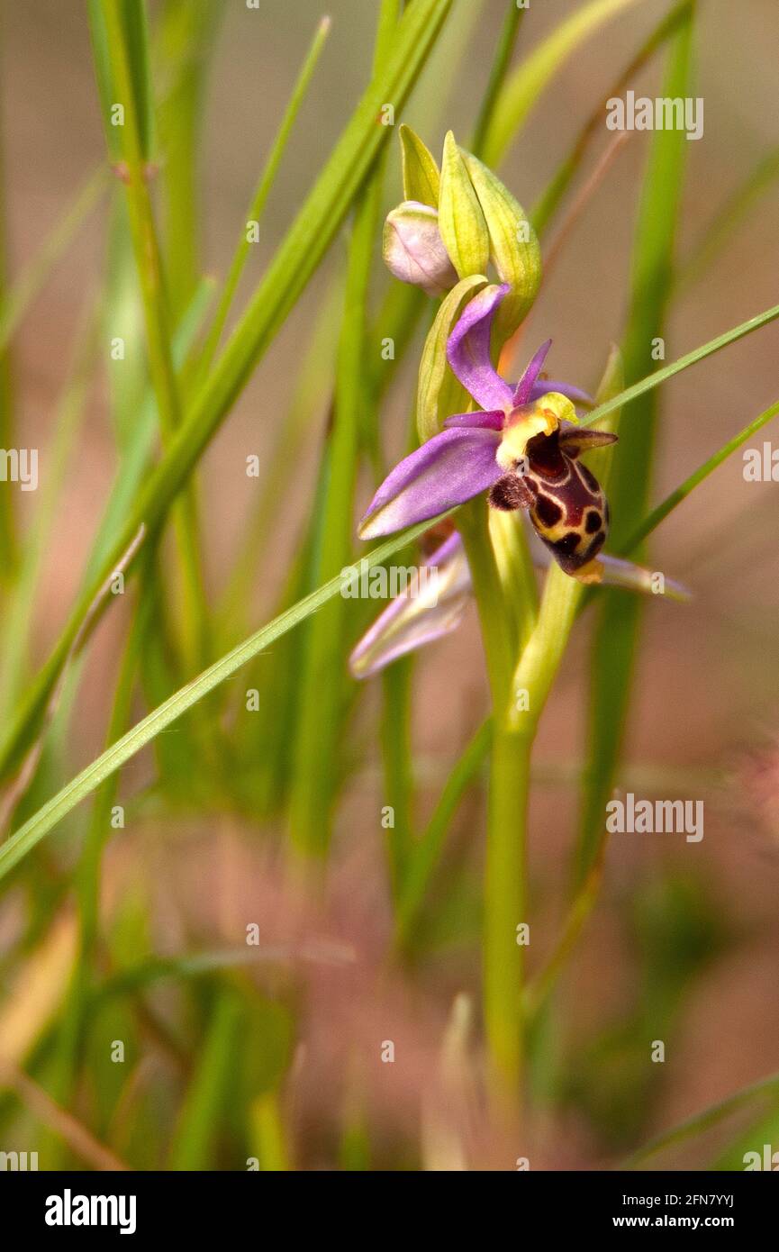 Bee Orchid / Ophrys abeille / Ophrys apifera Stock Photo - Alamy