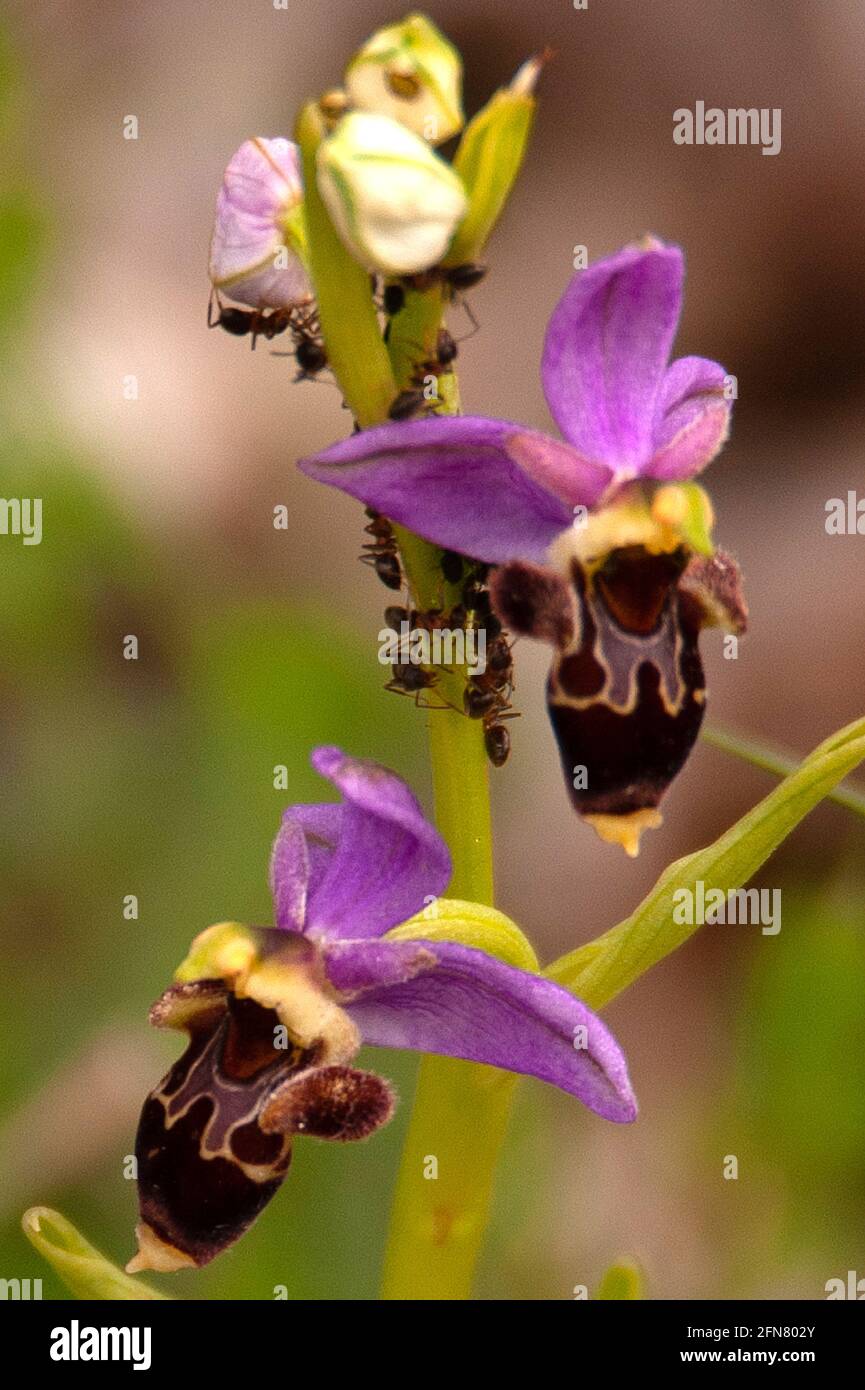 Bee Orchid / Ophrys abeille / Ophrys apifera covered in ants Stock ...