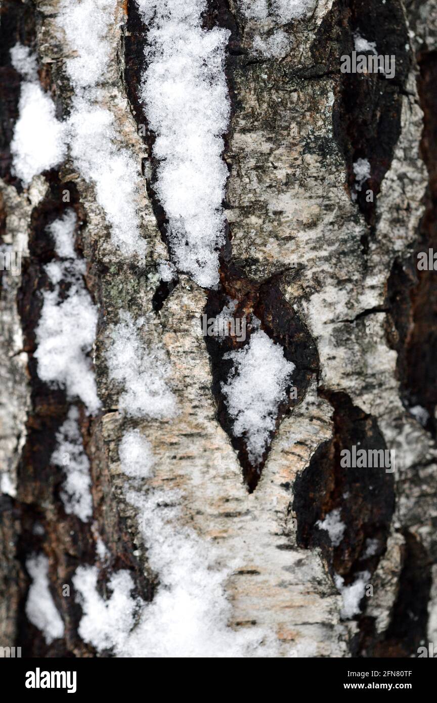 Textured tree trees hi-res stock photography and images - Alamy