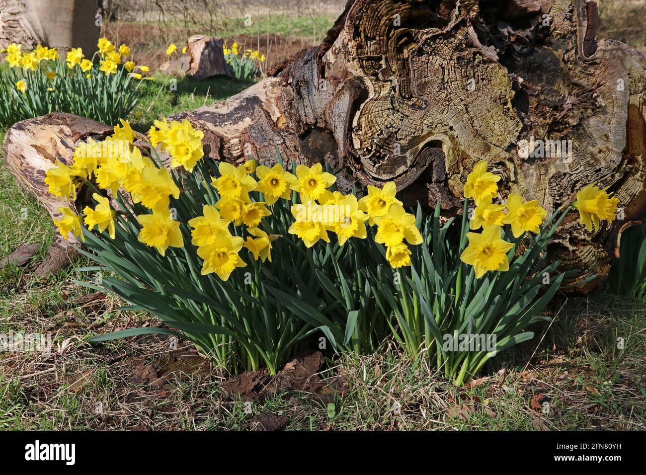 Naturalized bulbs hi-res stock photography and images - Alamy
