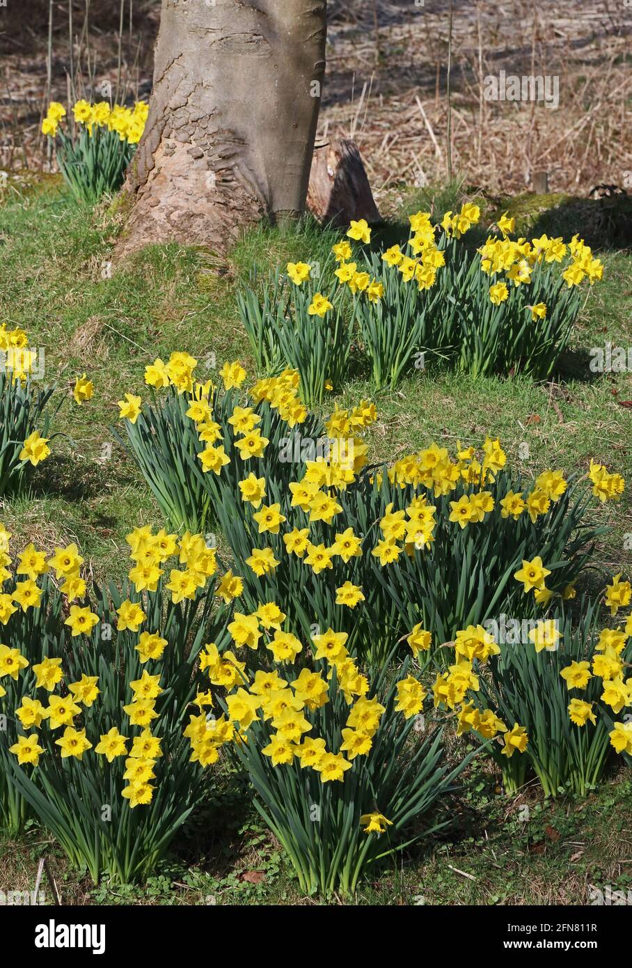 Naturalized bulbs hi-res stock photography and images - Alamy