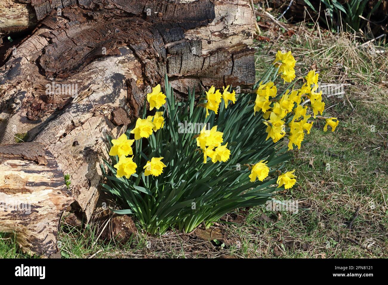 Naturalized bulbs hi-res stock photography and images - Alamy