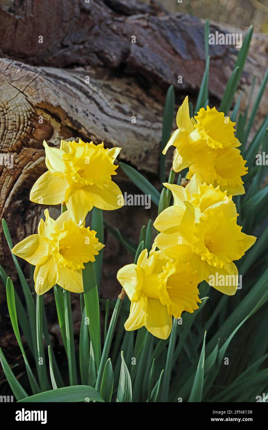 Naturalized bulbs hi-res stock photography and images - Alamy