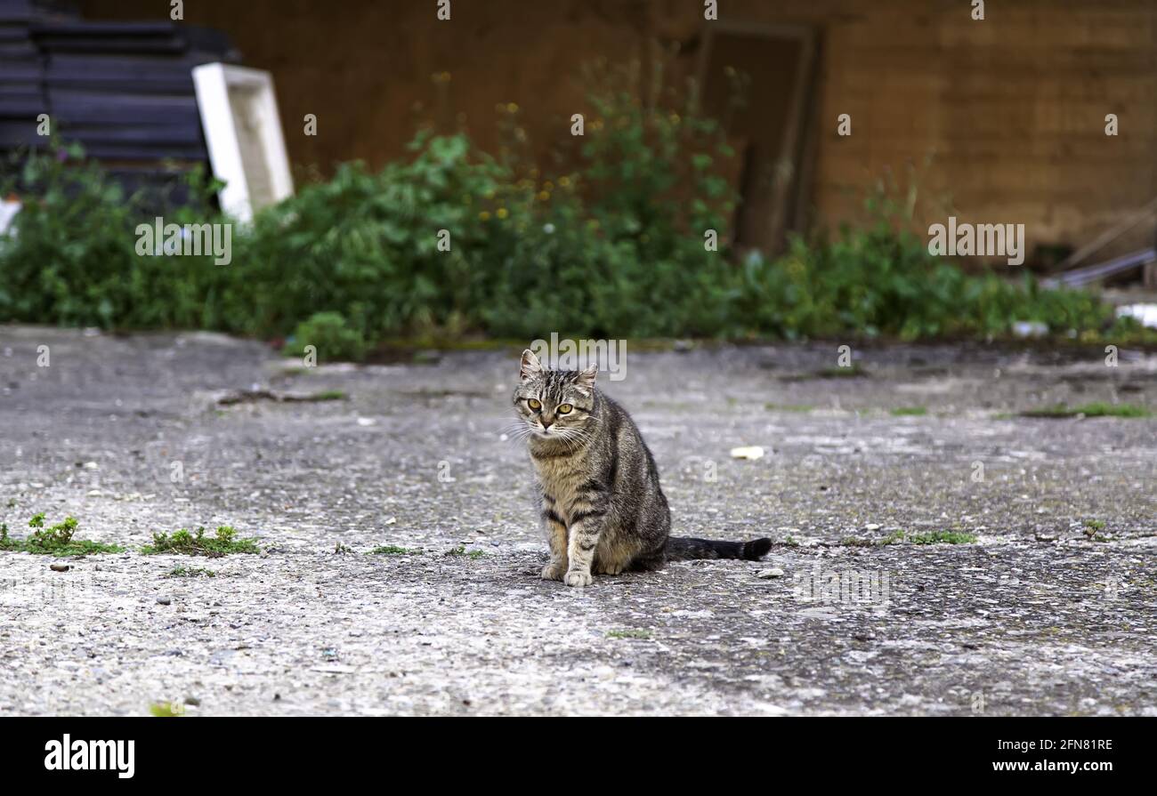 Gray stray cat, domestic animals and pets, mammals Stock Photo - Alamy