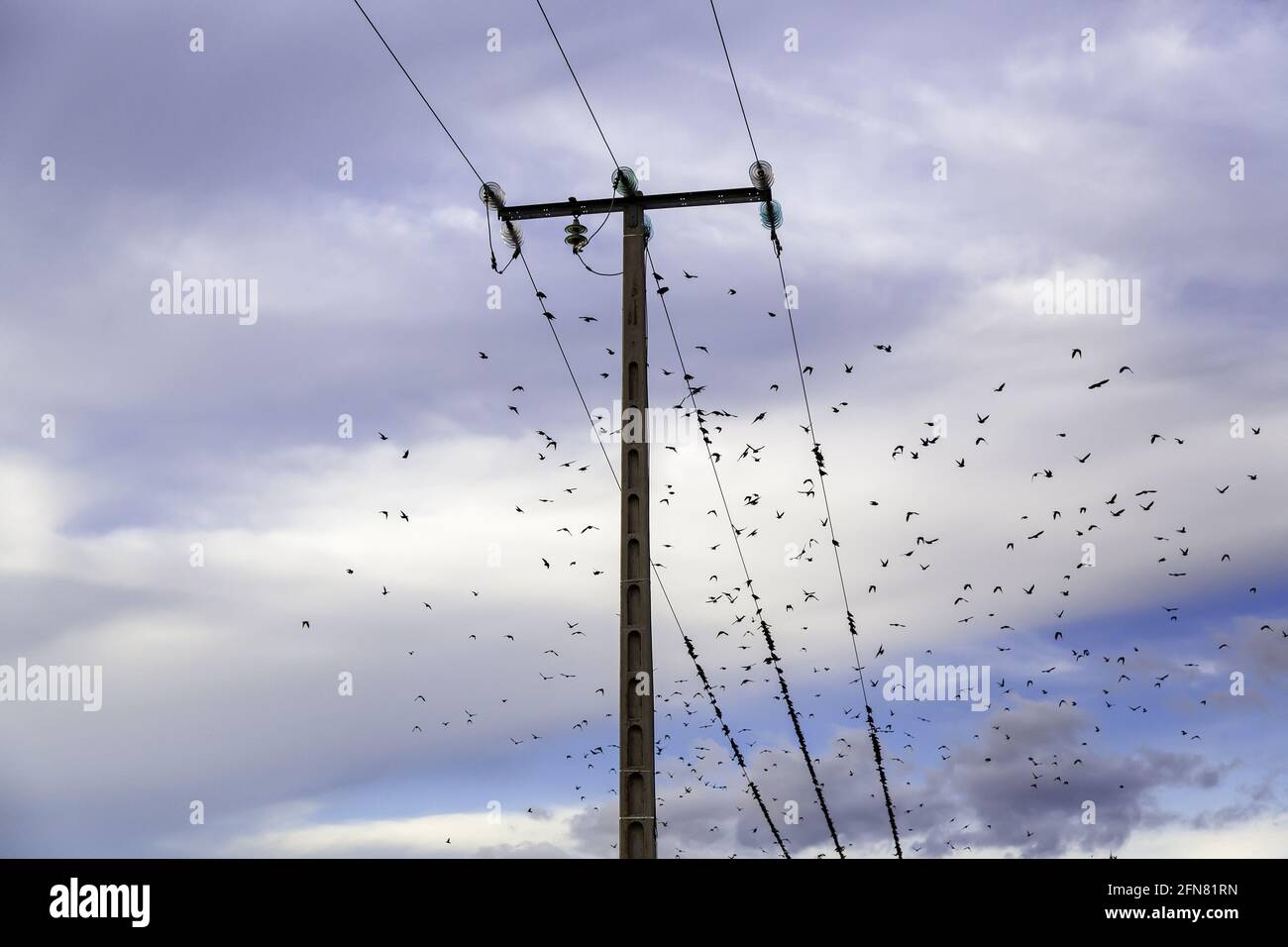 Birds in high voltage electrical tower, birds and animals Stock Photo ...