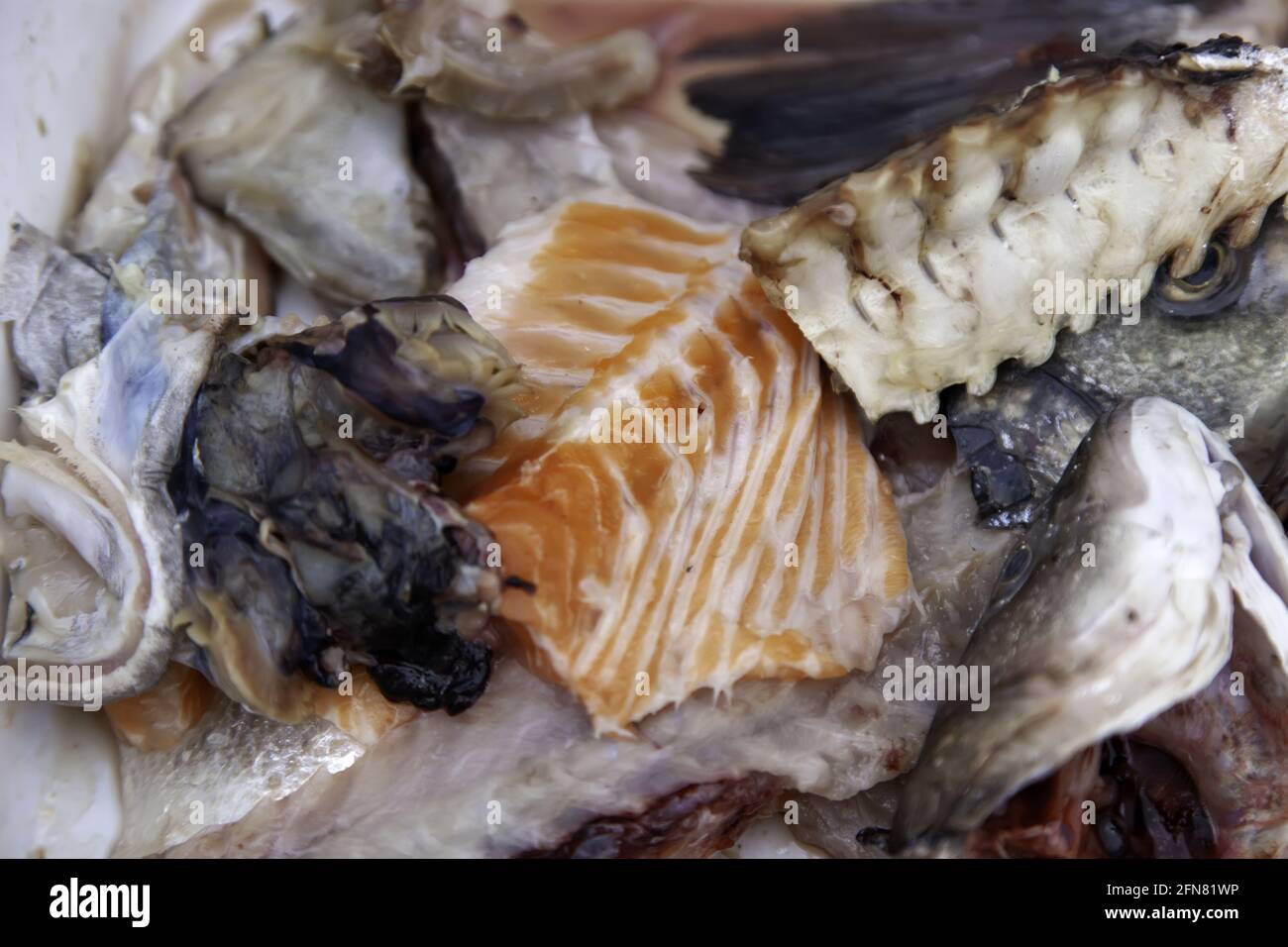 Detail of fish remains thrown away, food in bad condition Stock Photo ...