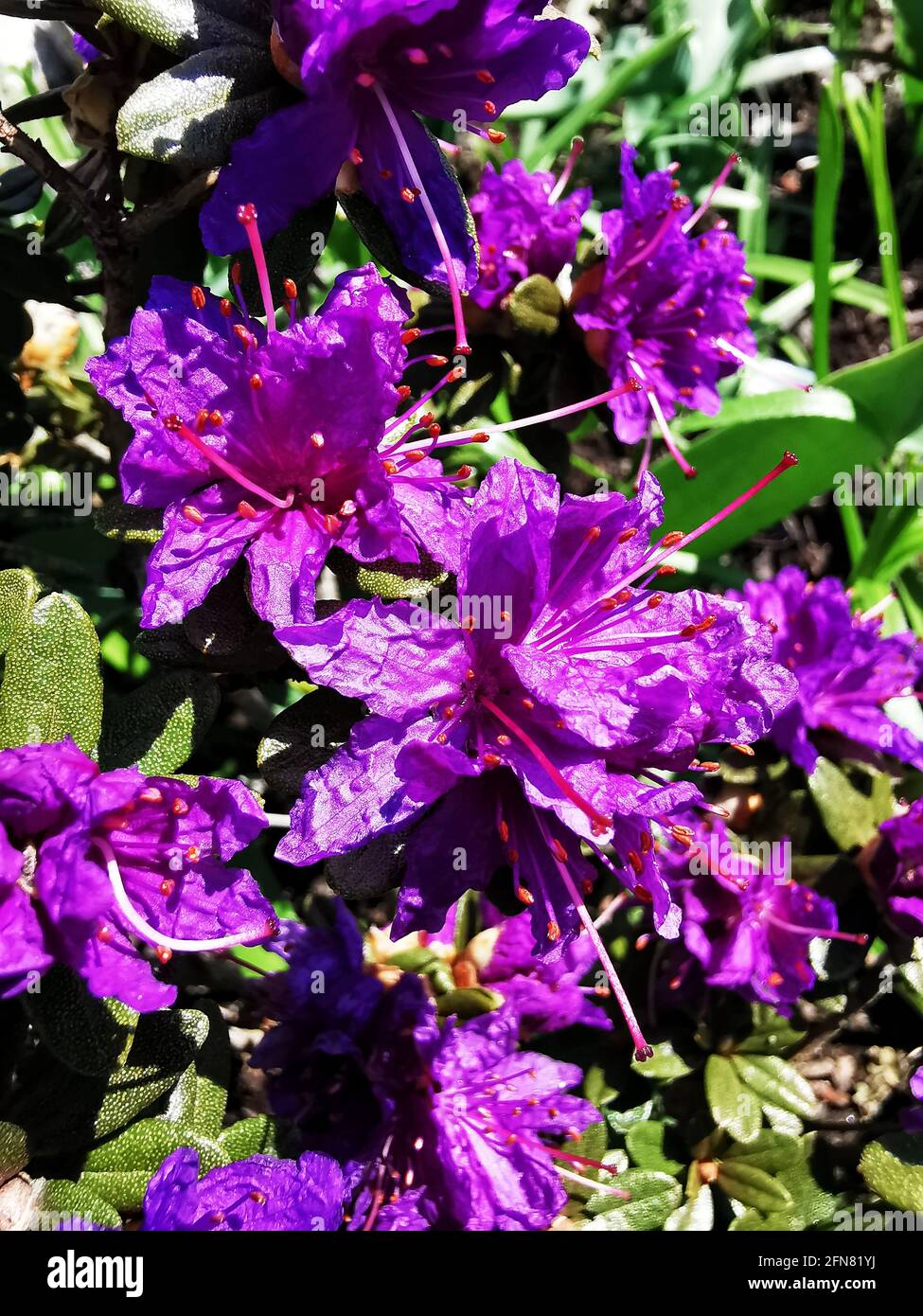 Rhododendron flowers in a garden Stock Photo - Alamy