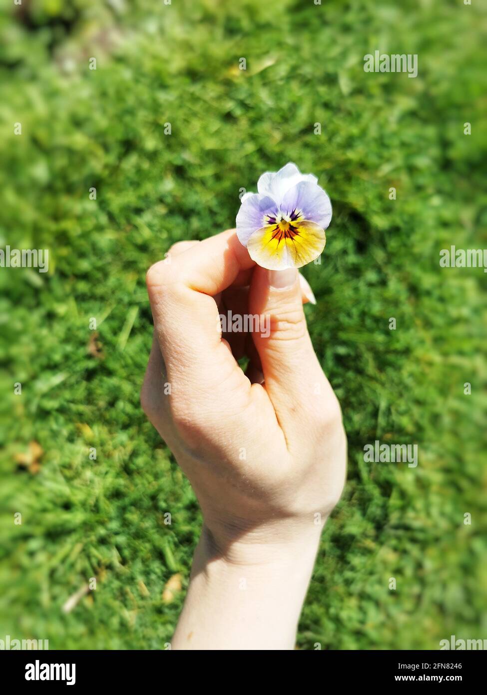 Female hand holding pansy in a garden Stock Photo - Alamy
