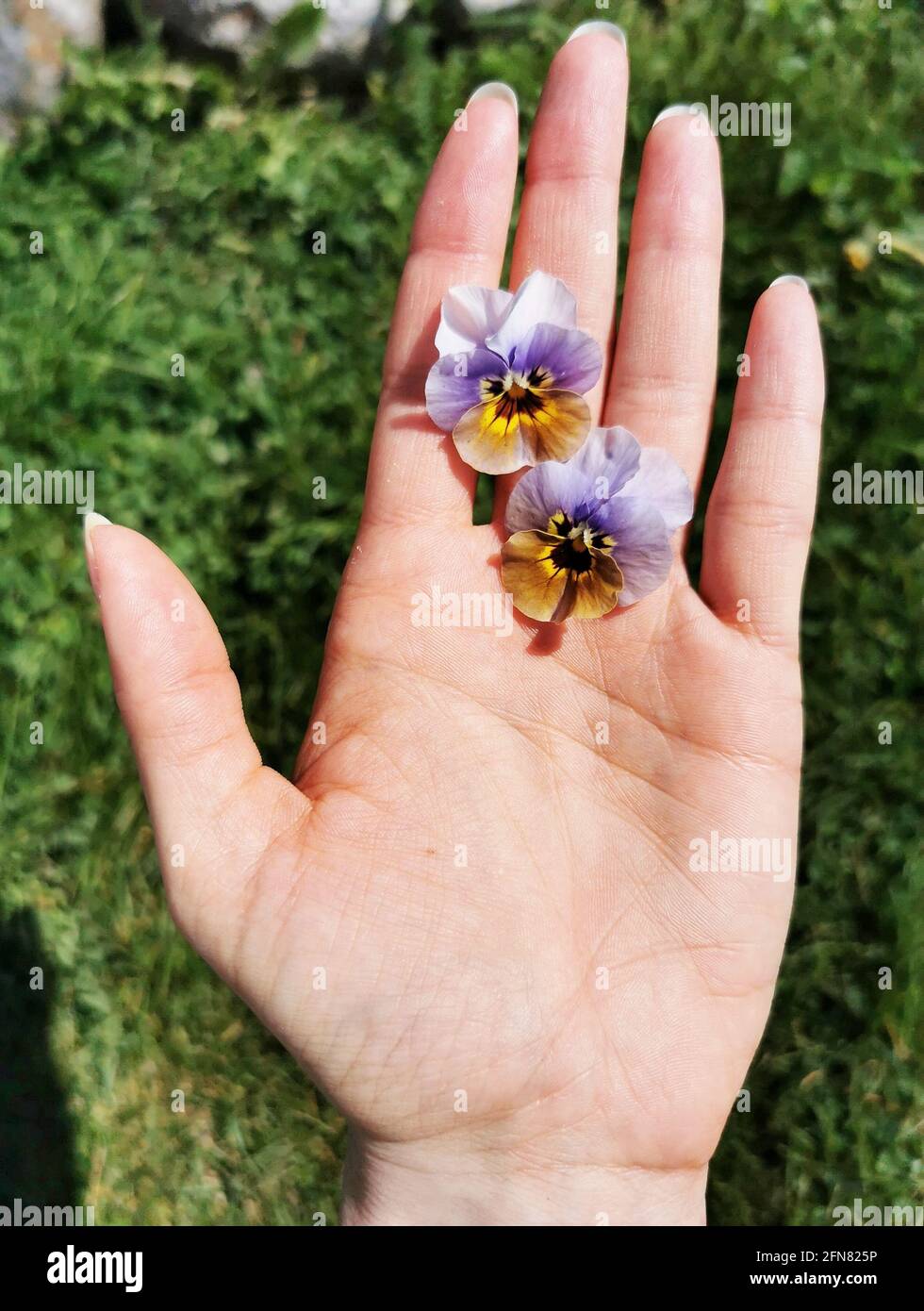 Female hand holding pansies in a garden Stock Photo - Alamy