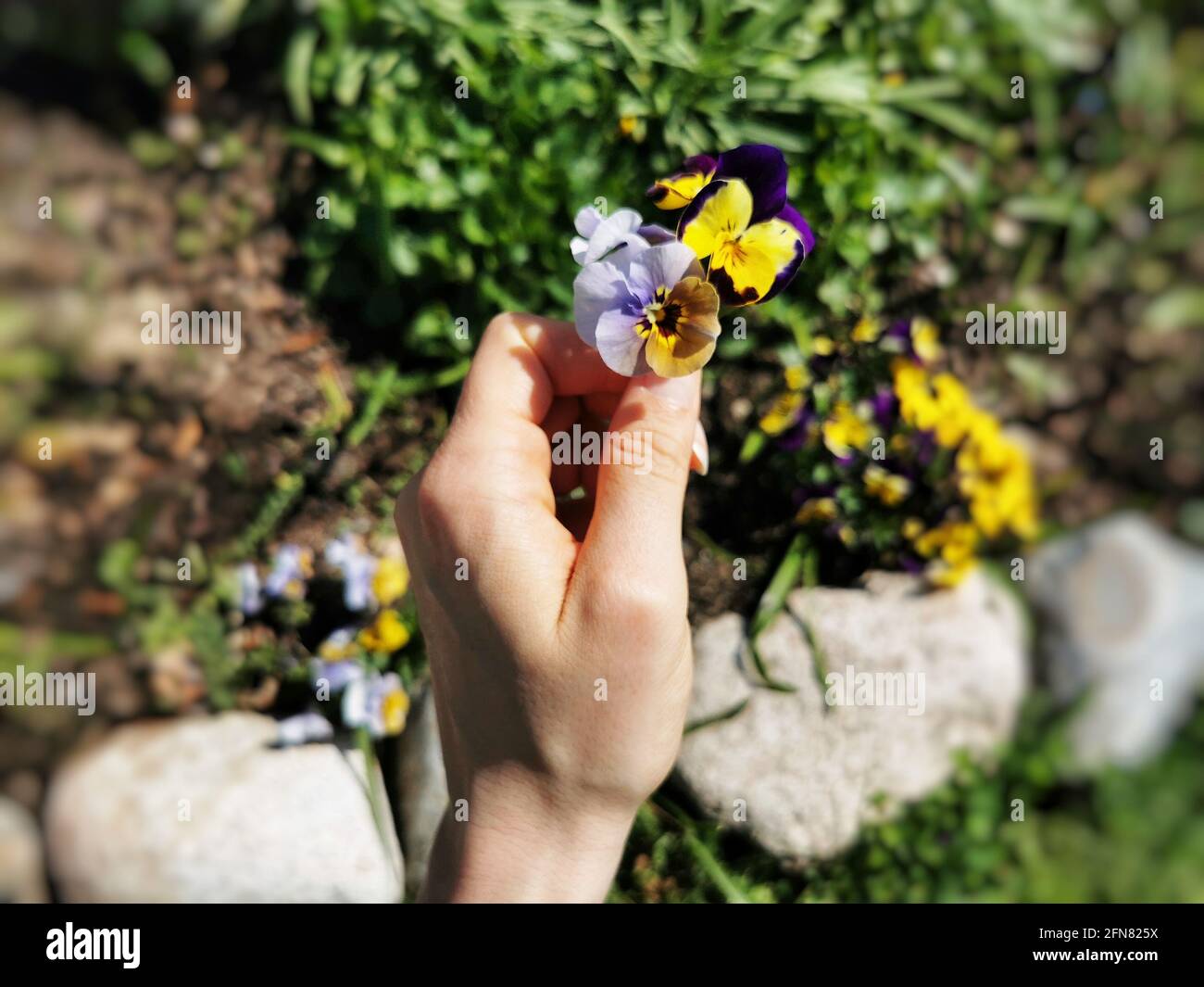 Female hand holding pansies in a garden Stock Photo - Alamy